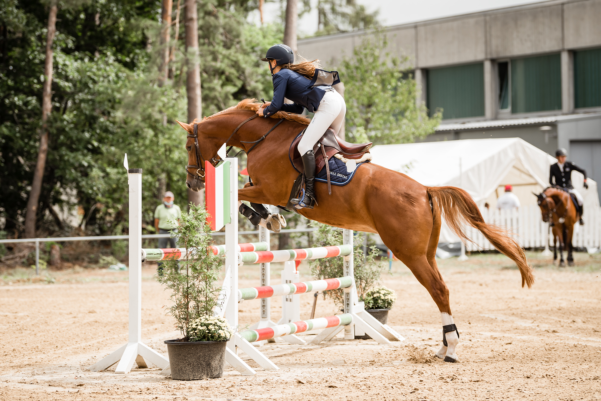 Springpferde - Stall Distel - Distel-Pferde.de