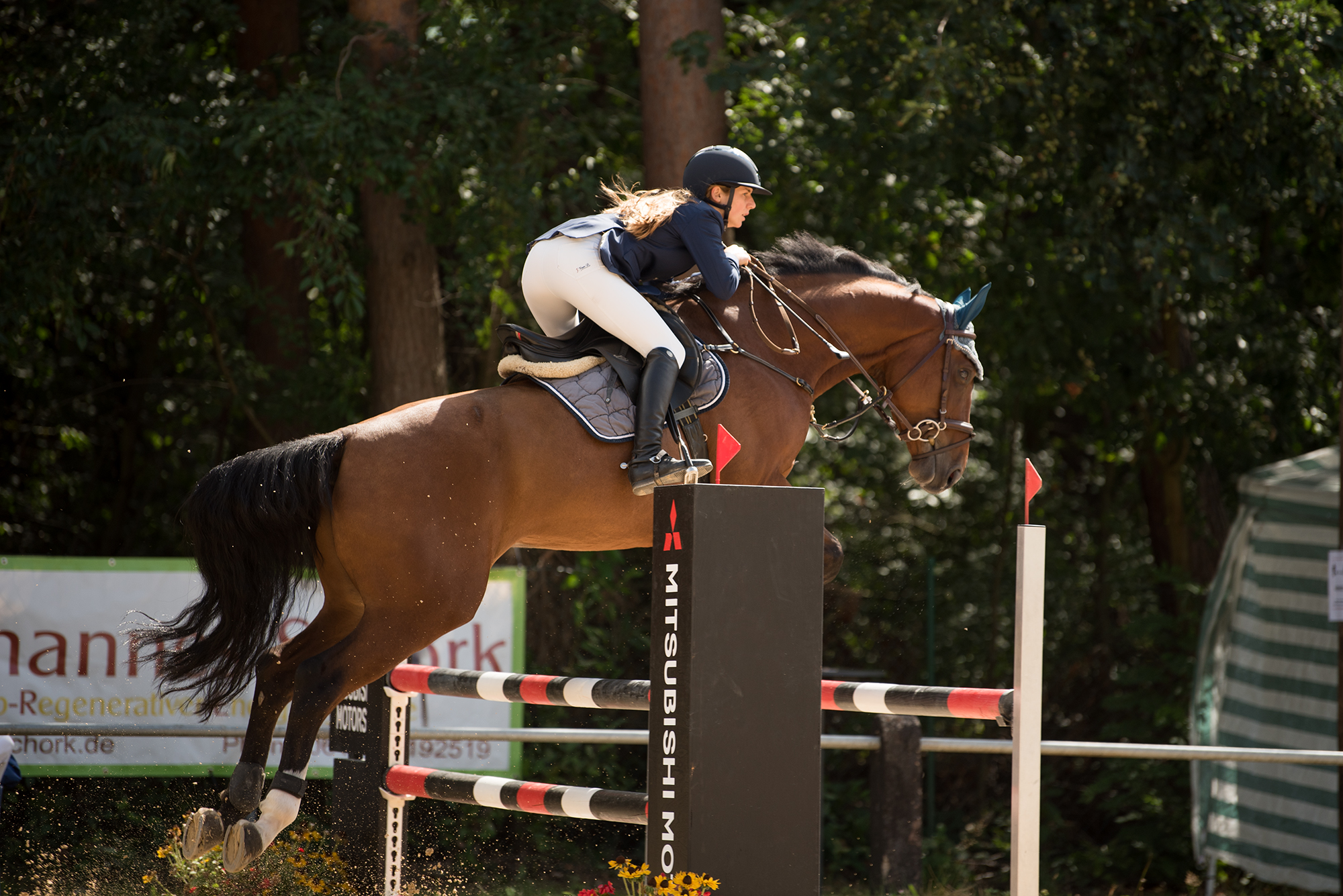 Springpferde - Stall Distel - Distel-Pferde.de